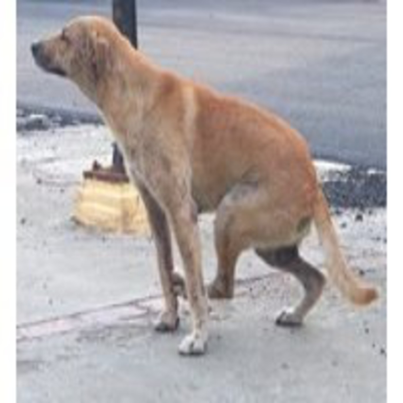 El perro cojo en Poemas de María Fernández en mp3(10/05 a las 15:22:03 ...