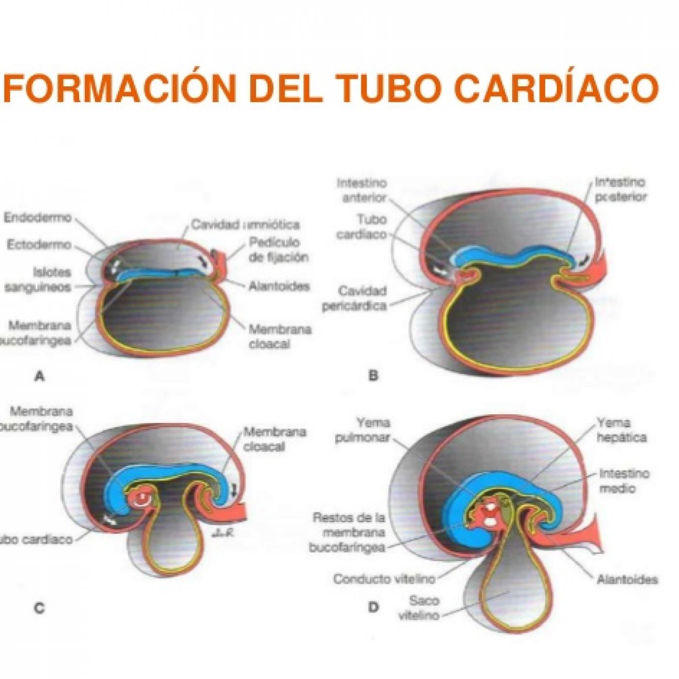 formación y posición de tubo cardiaco en formación y posición de tubo ...